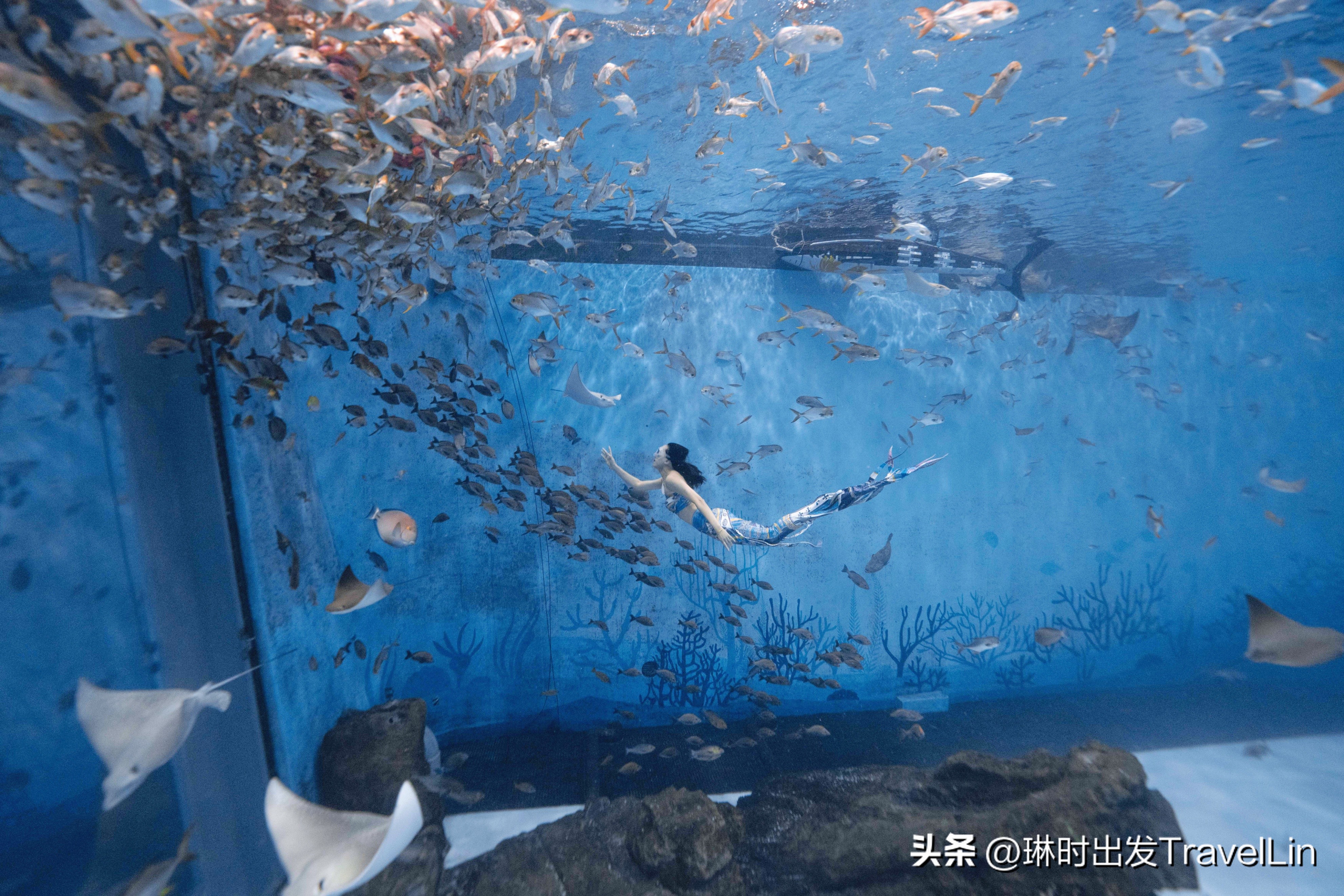 The most mermaid check-in spot in Shanghai: Shanghai Haichang Ocean ...