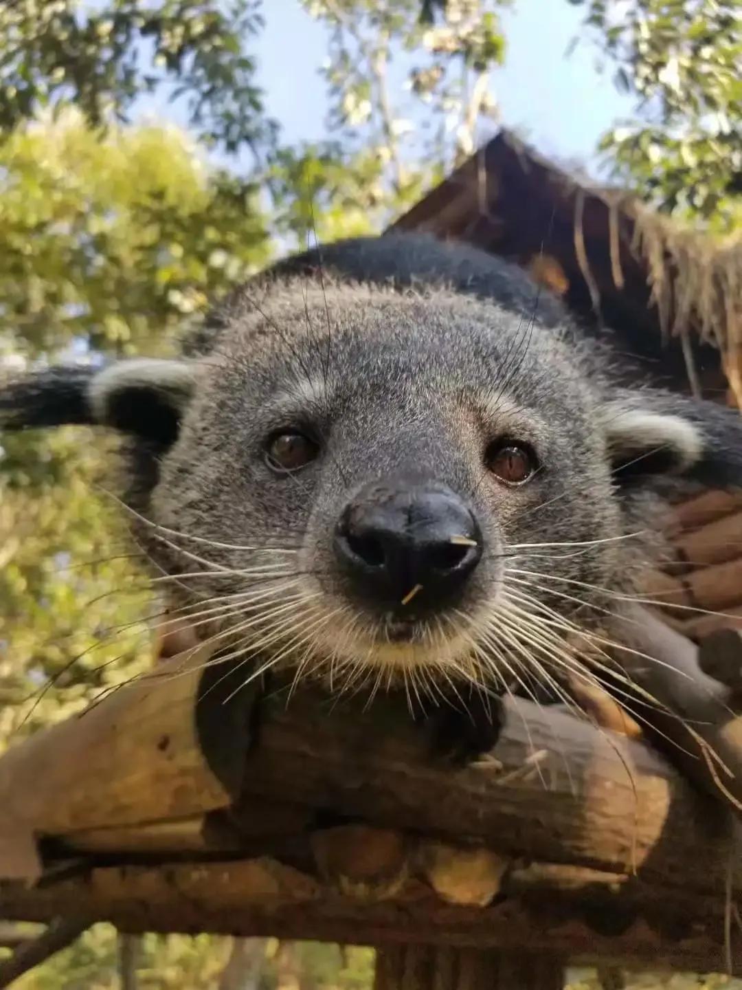 Fragrance maker walking in the forest of "Diverse Yunnan"-Binturong - iNEWS