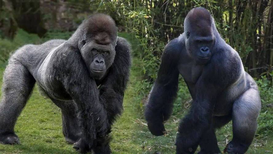 The gorilla snatched the marriage and even the mother-in-law, the ...