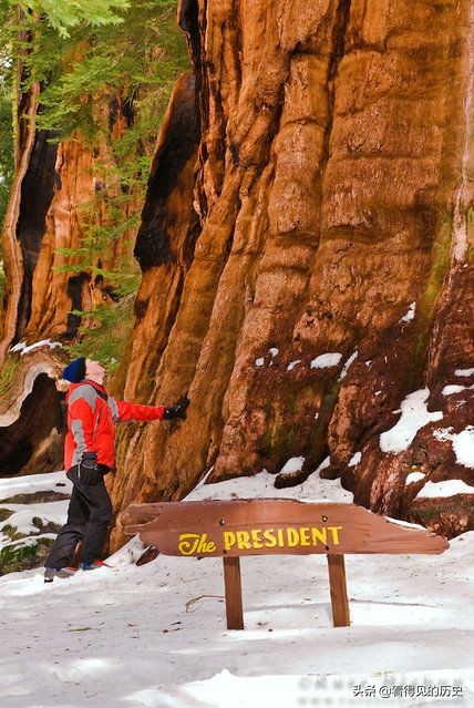 The giant sequoia in Sequoia National Park, the messenger of friendly ...