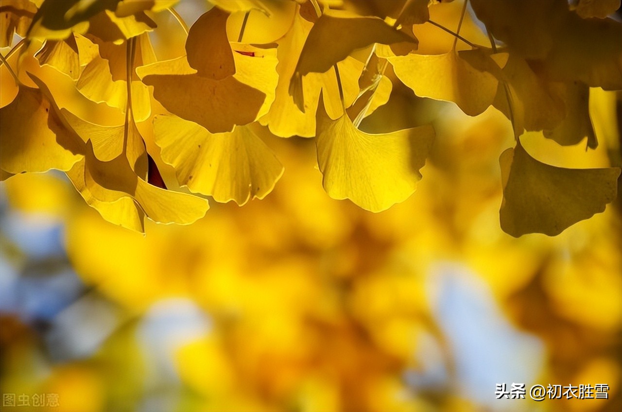 Five beautiful poems about ginkgo biloba in late autumn - iNEWS