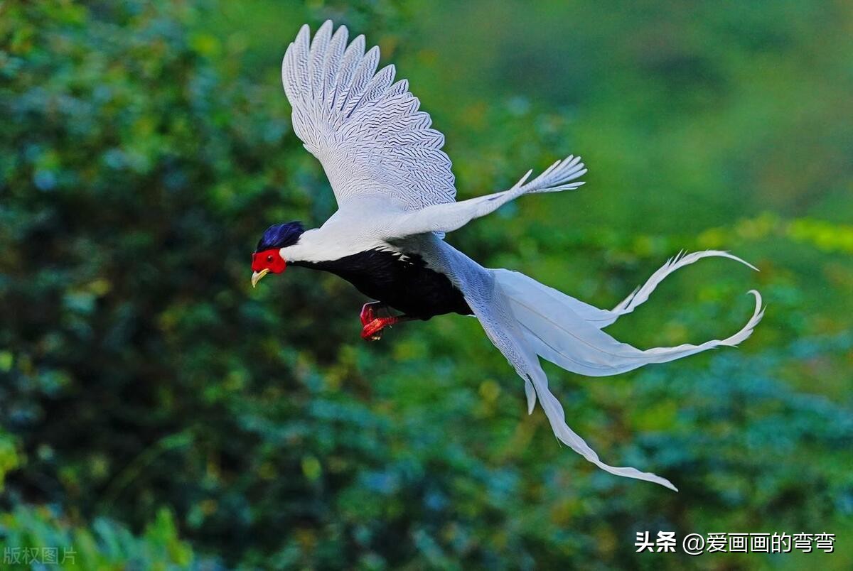 The white pheasant (xián) in Li Bai's poem turns out to be a fairy ...