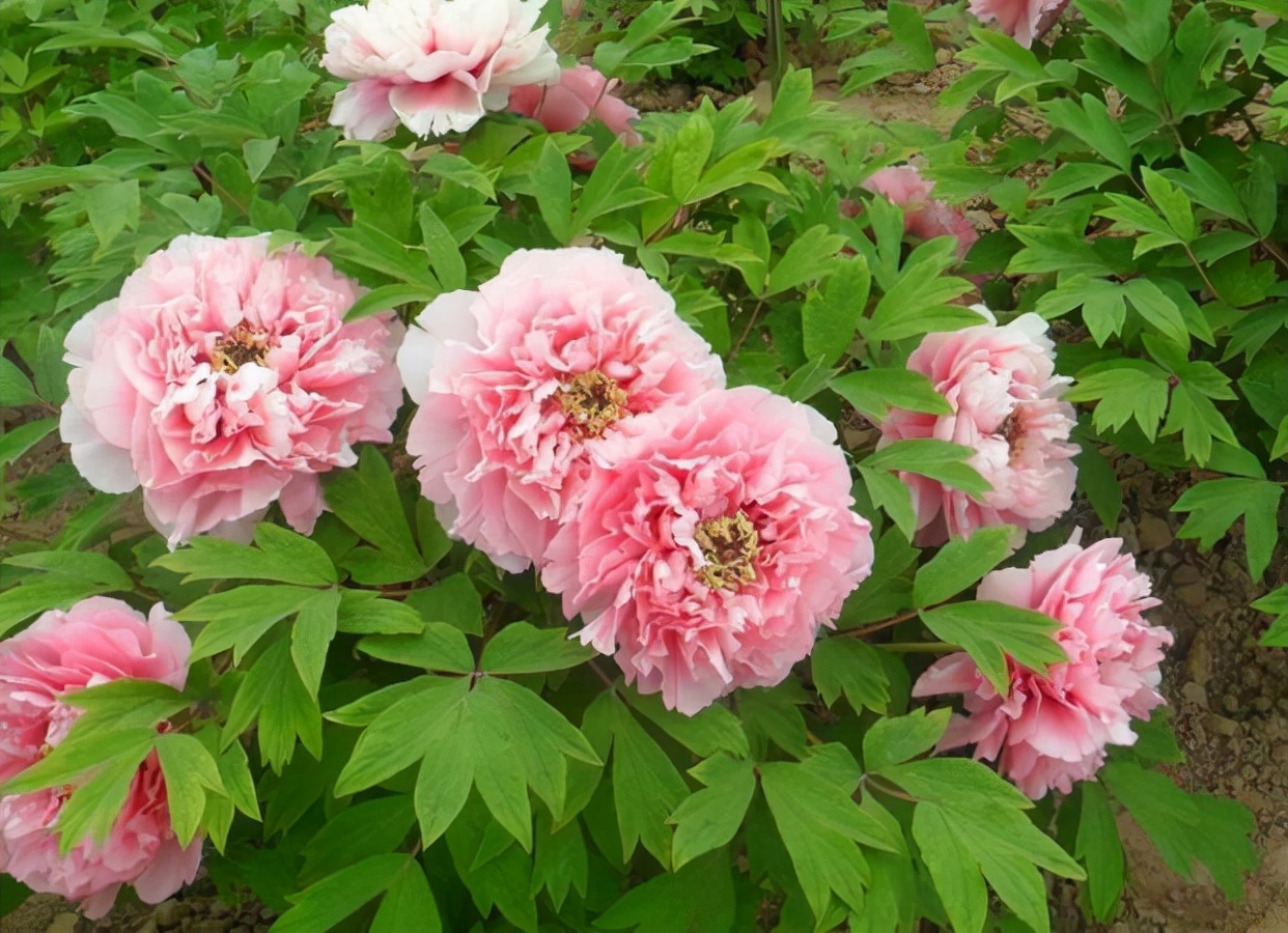 The "rotten roots" of peony are easy to deal with, analyze the reasons ...