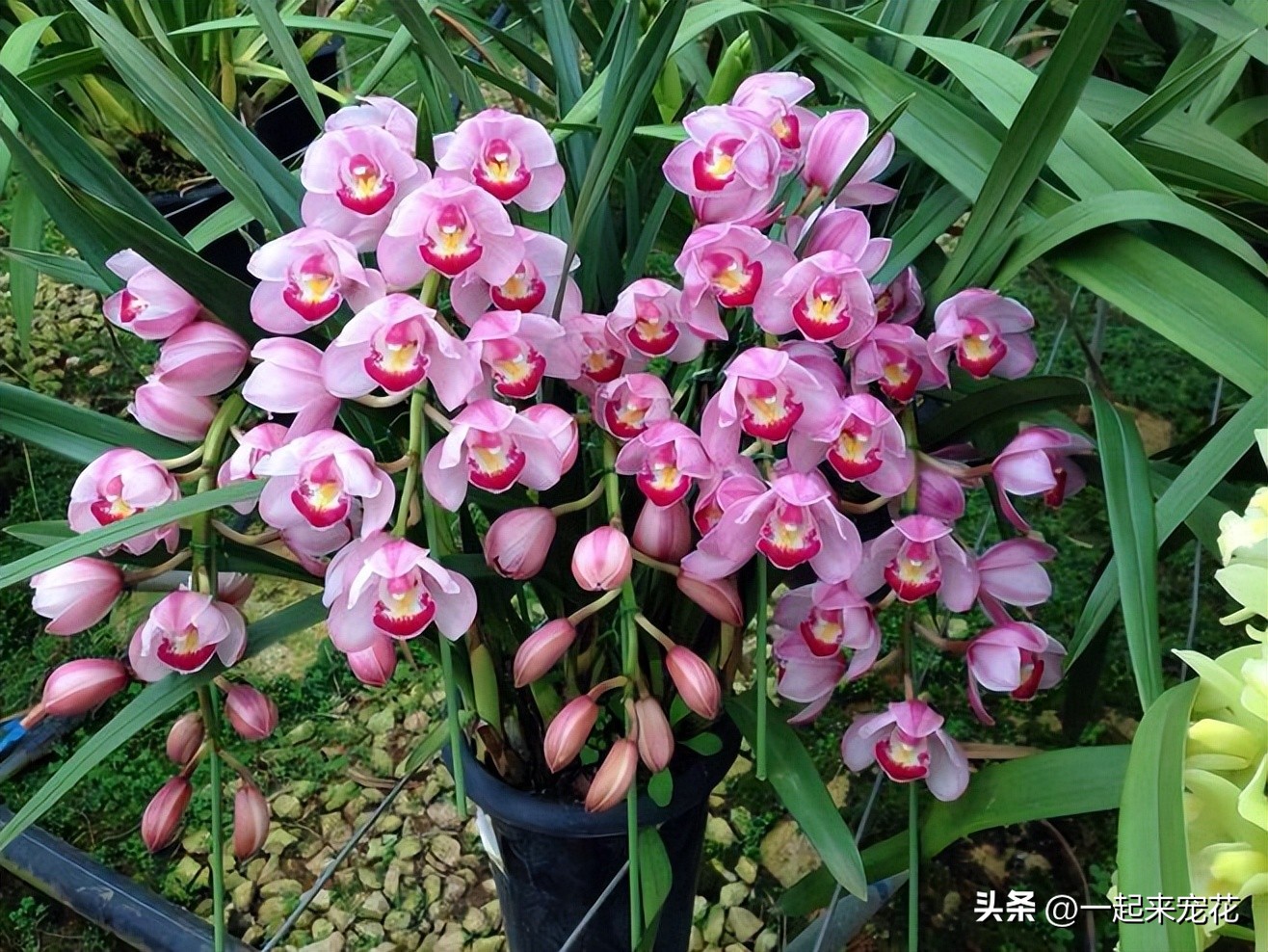 5 types of New Year's Eve flowers suitable for beginners, each of which ...