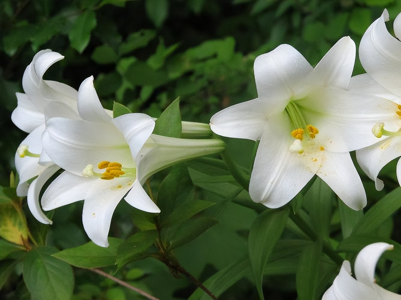 Detailed explanation of lily branching and propagation methods, making ...