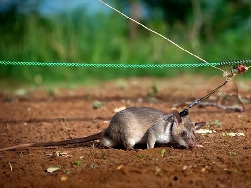 The largest mouse in the world, it is a professional minesweeper - iMedia