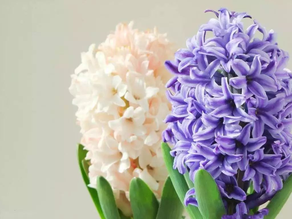 Hyacinth is poisonous, why buy it? - iNEWS