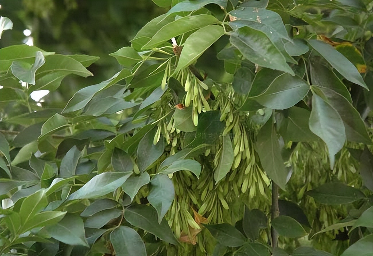 The whole strategy of ash tree bonsai maintenance, maintenance and ...