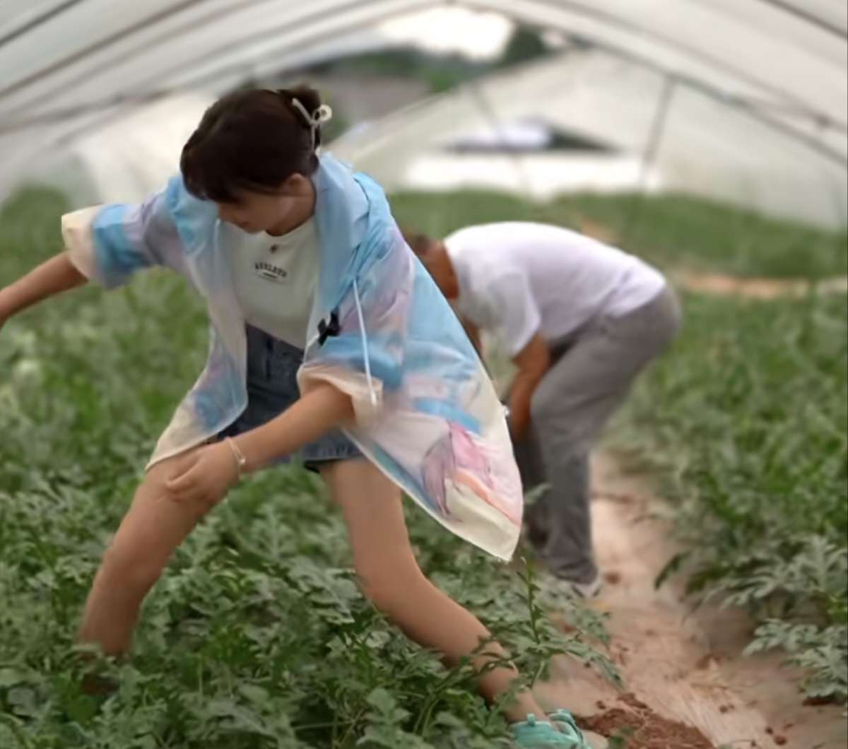 Internet celebrity Yan Su wears a miniskirt to dig lotus root in a ...