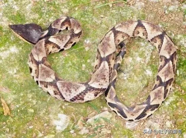 In front of the king snake, the five-step snake does not dare to move ...