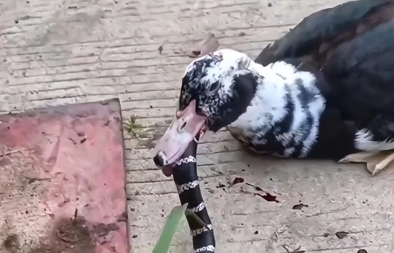 Awesome my duck! The big black duck swallowed the snake as a "spicy ...