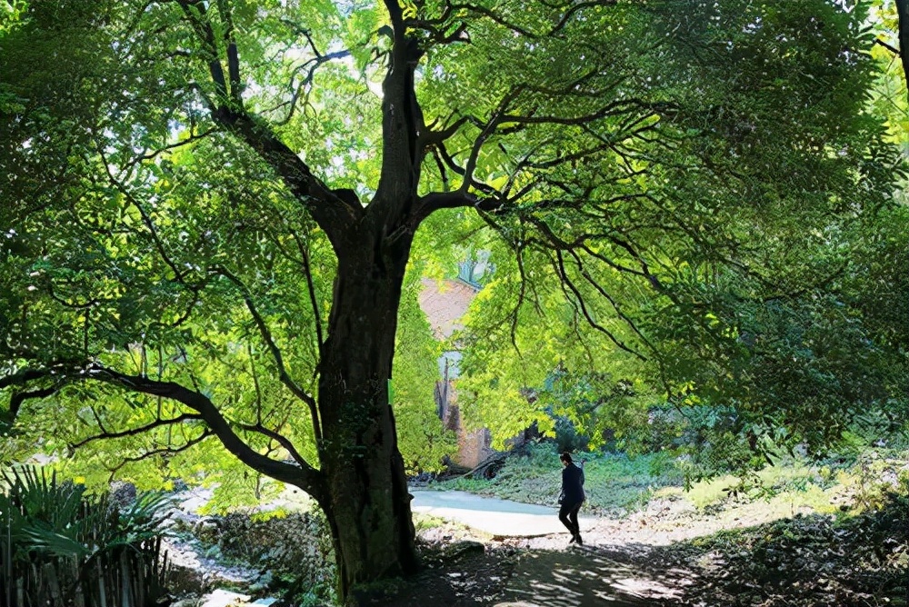 How expensive is nanmu, a tree can be exchanged for a Beijing courtyard ...