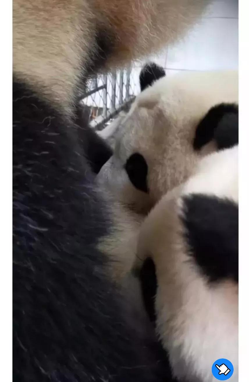 From Yuanyuan to Aibao: How does a panda mother breastfeed her baby ...
