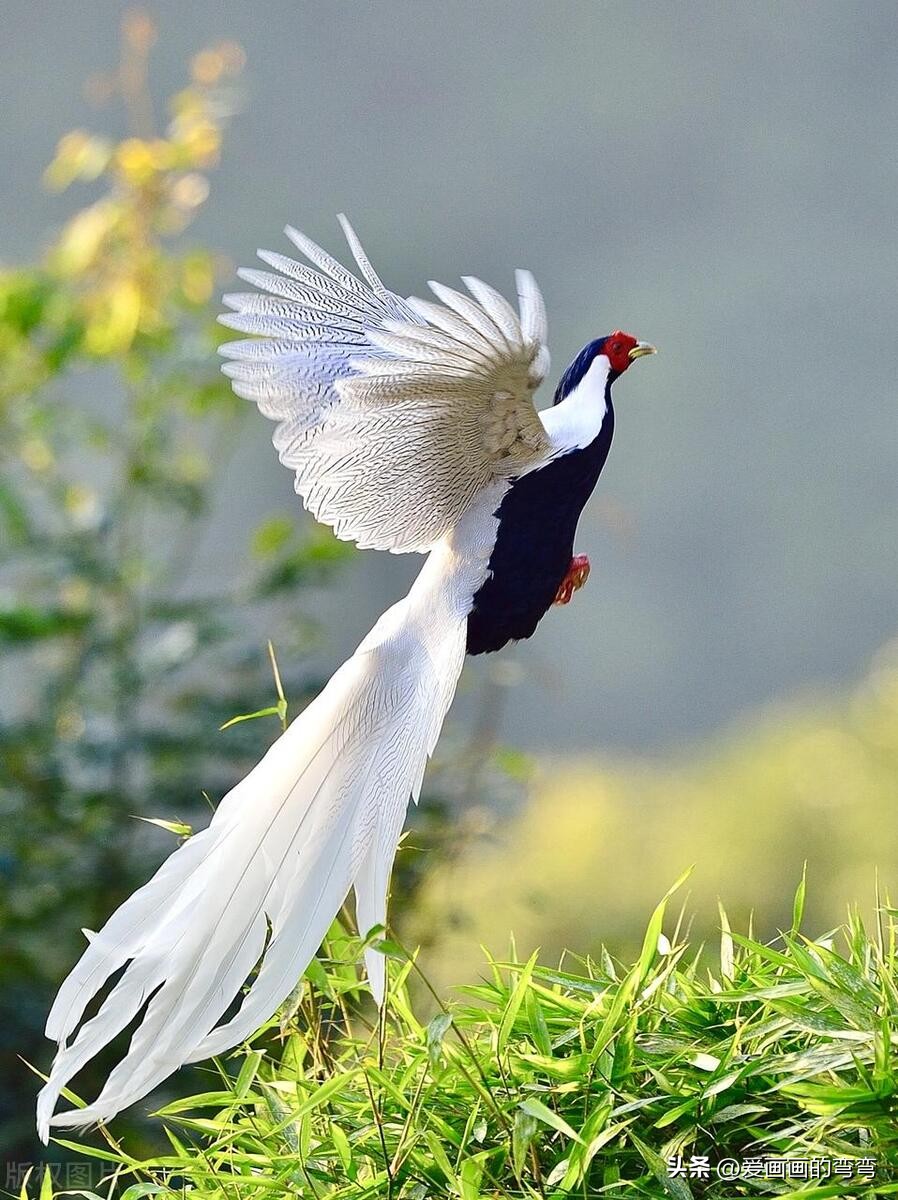 The white pheasant (xián) in Li Bai's poem turns out to be a fairy among birds! - iNEWS