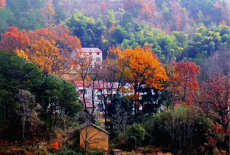 Hubei Yingshan: Prose and music reciting "Traveling in the Cold ...