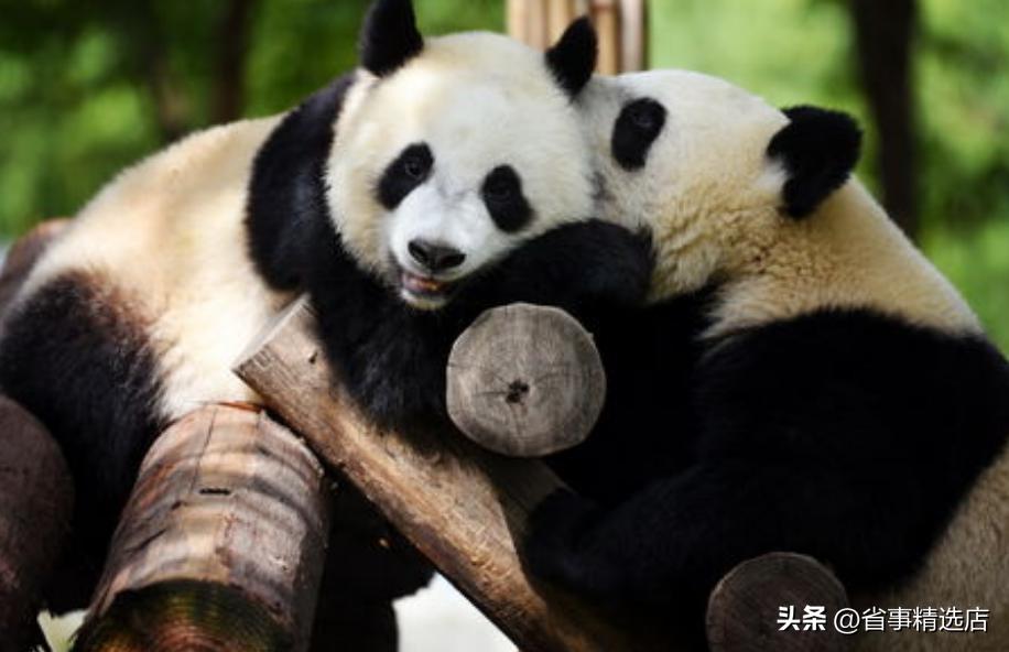 Qinling giant panda "Lou Sheng" celebrates his 20th birthday ...