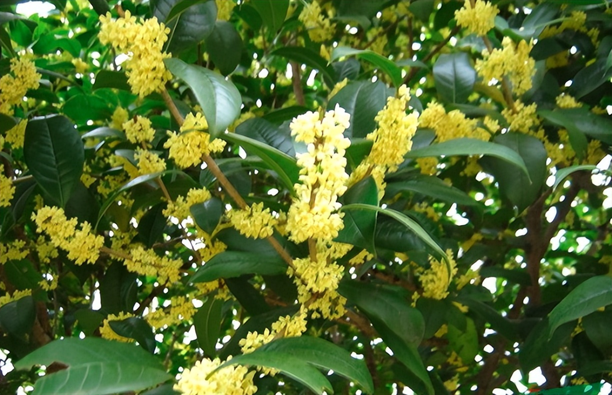 There are 6 word rankings for a certain Cipai, and Su Shi occupies the ...