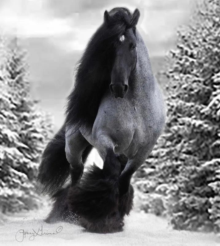 The nine most muscular animals - iMedia