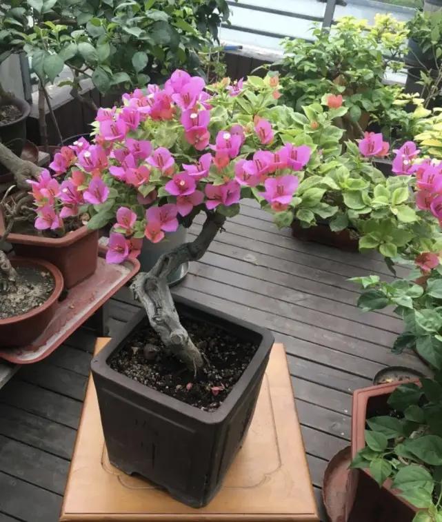 6 kinds of "noble flowers", the more they are raised, the more valuable ...