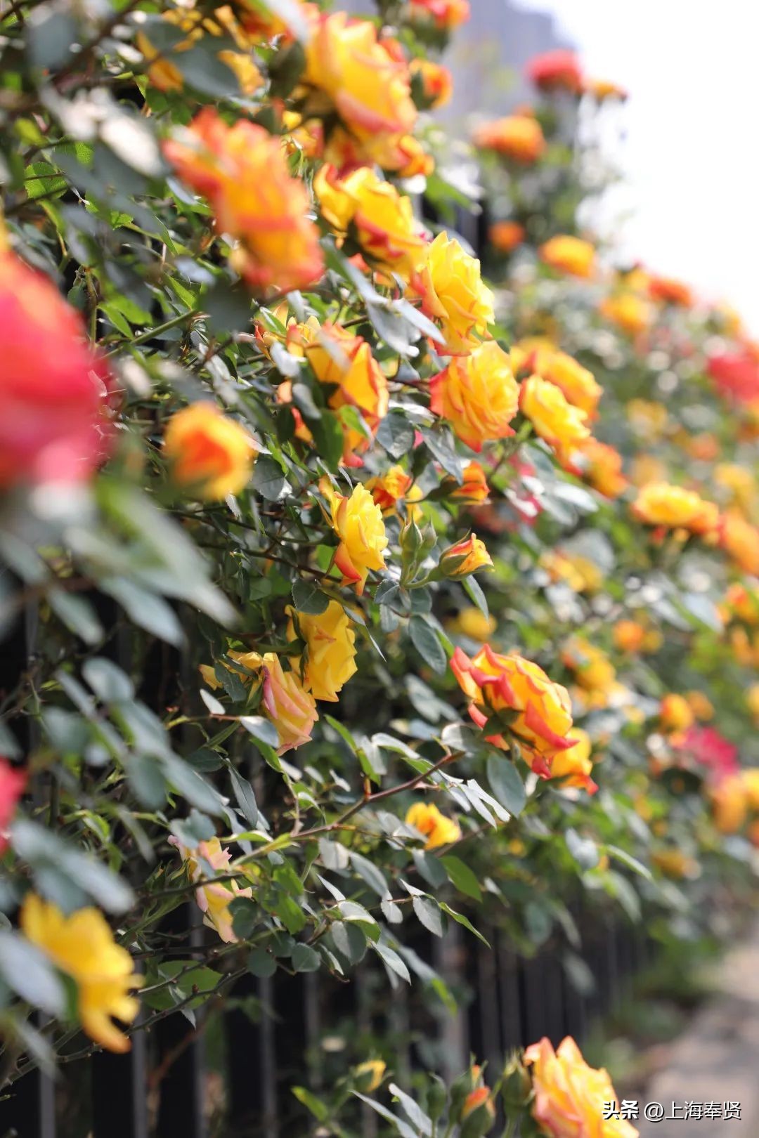 Amazing blooming, have you been to these rose flower paths? Two of them ...