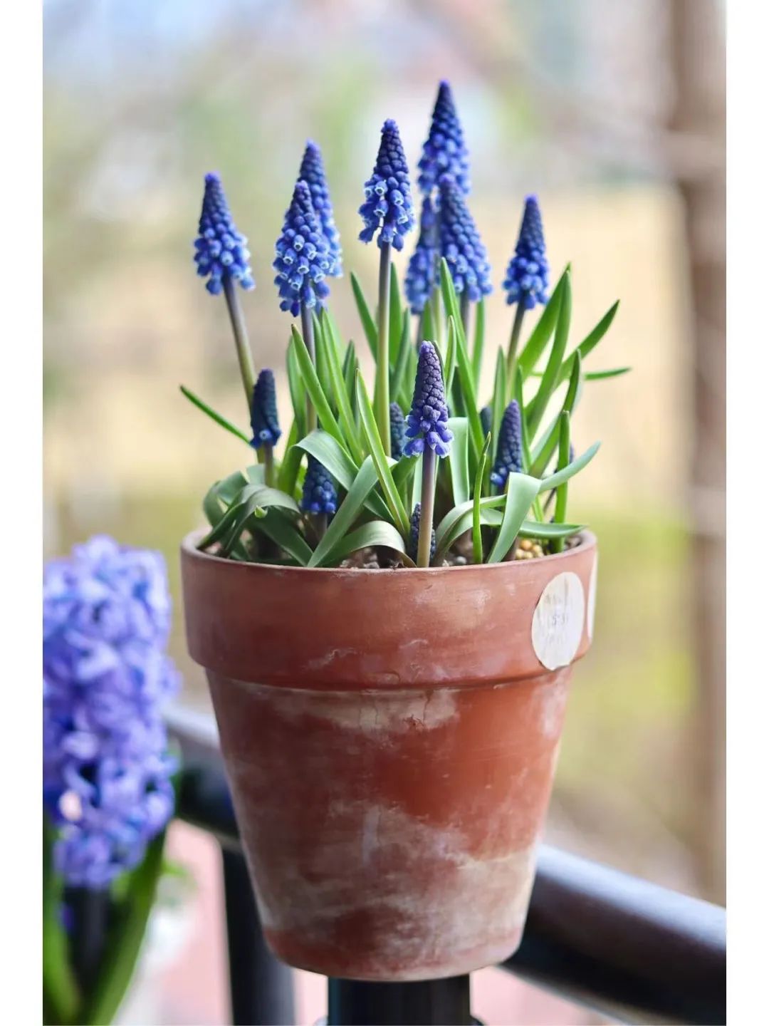 4 kinds of exuberant and charming flowers, Wangjia town house, super ...