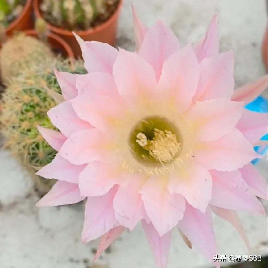 Colorful grass cactus - iNEWS