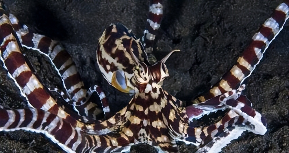 The most camouflaged animal in nature - iNEWS