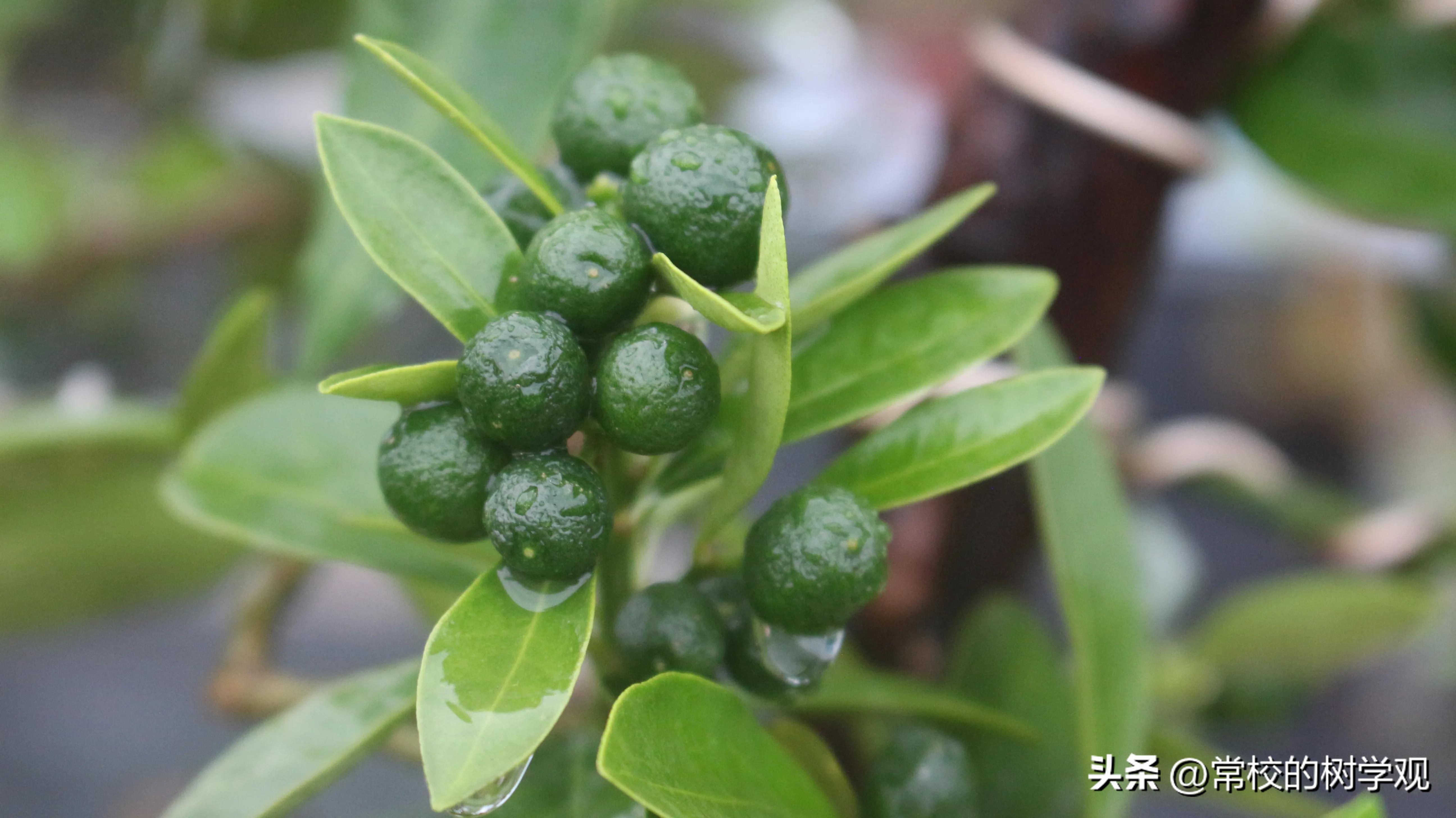 On the Importance of Forest Science Popularization - iMedia