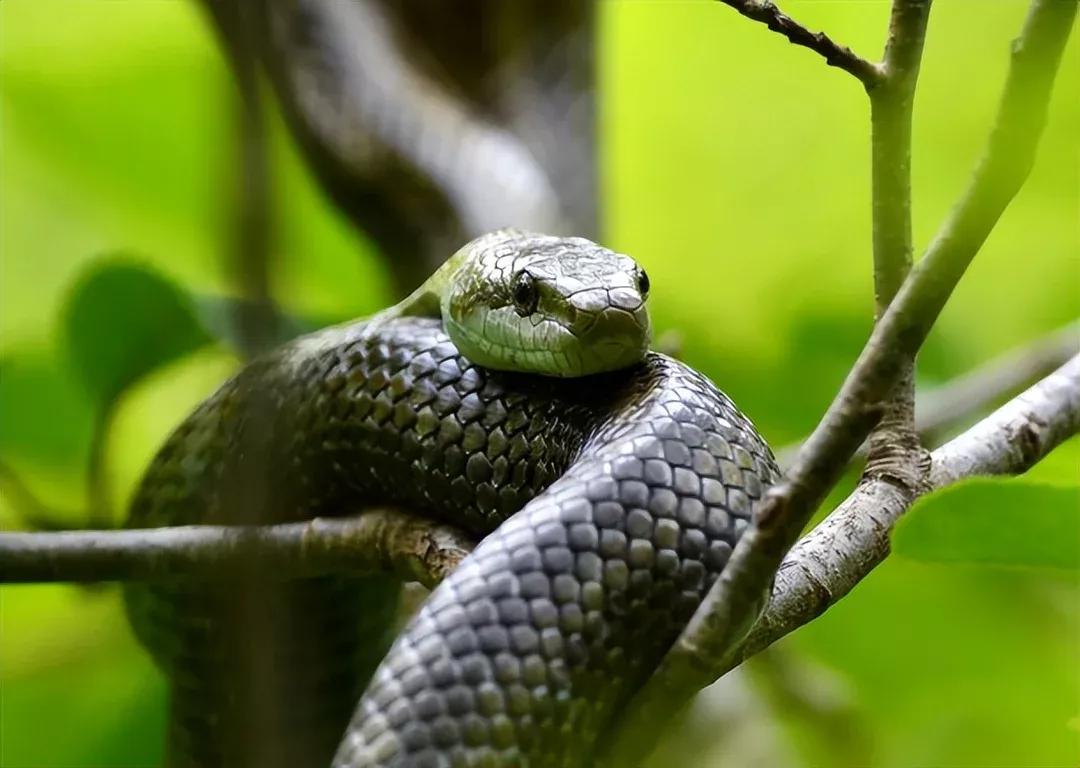 Three poisonous snakes, all poisons are invincible, who will compete ...