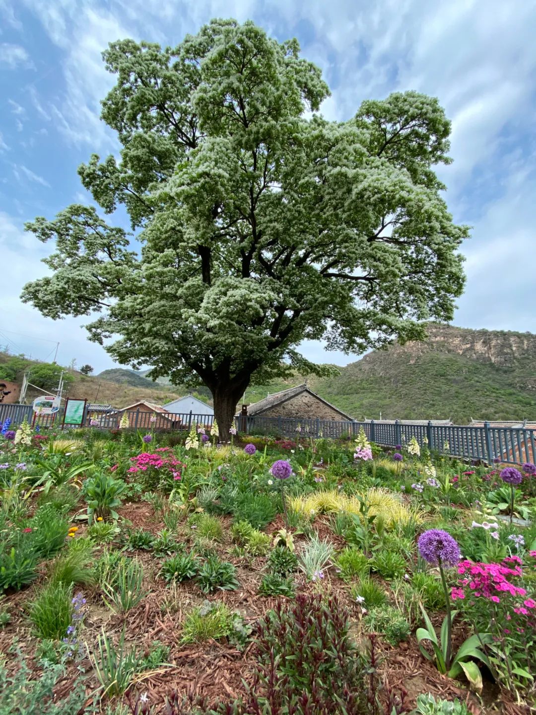The city with the most ancient trees in the world will build 20 more ...