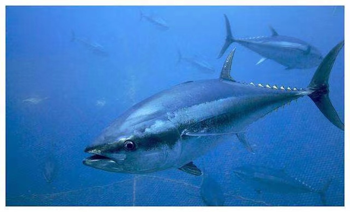 Ocean Swimming King: Tuna are born for speed, and they will drown when ...