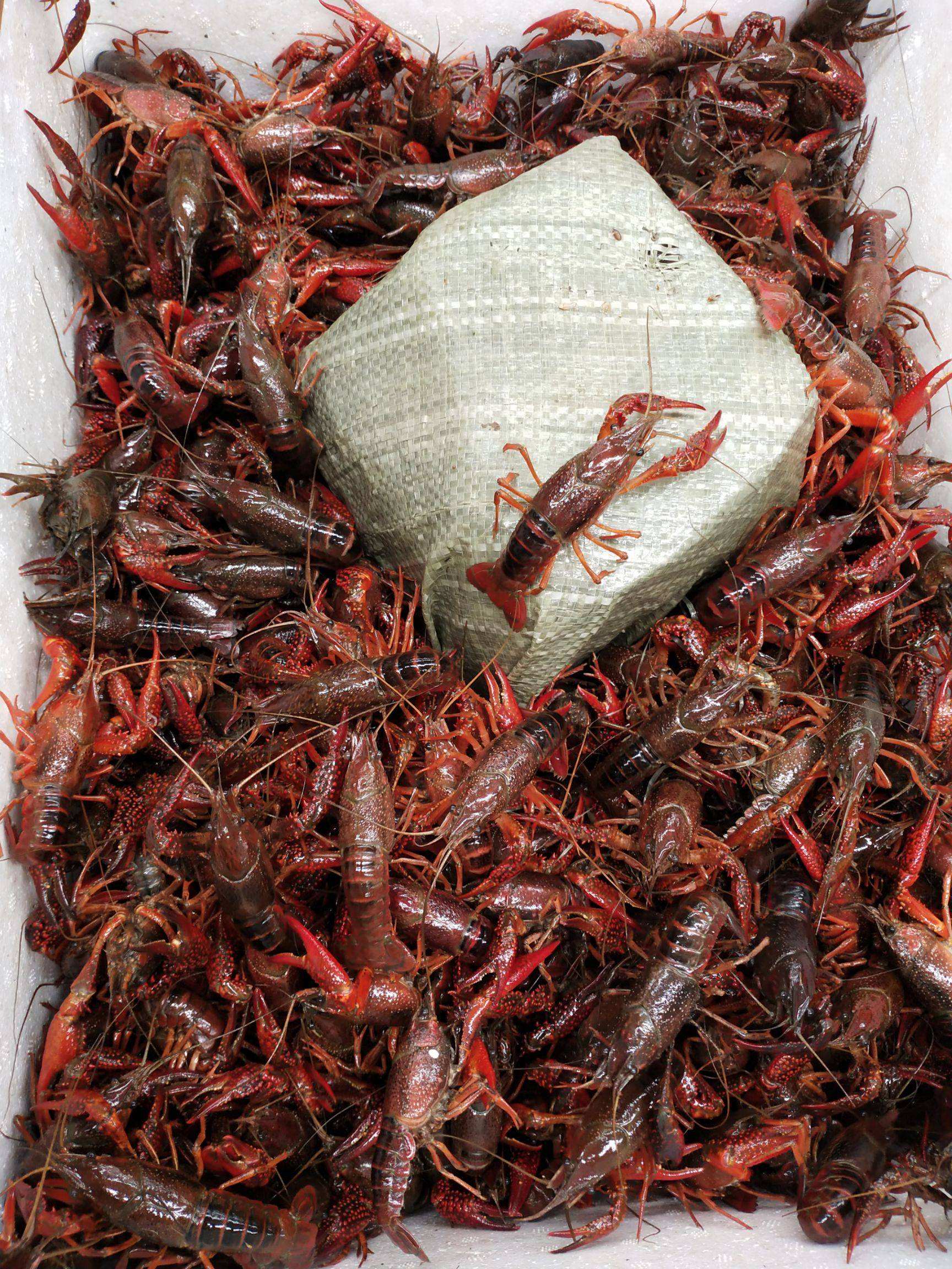 The five foods with the most parasites, how many have you eaten? - iNEWS