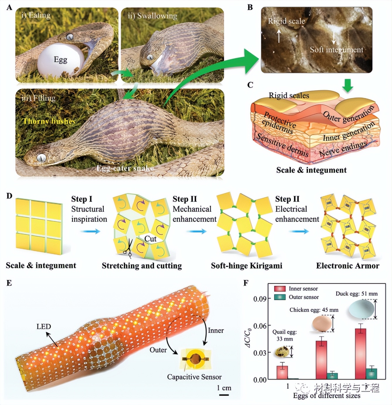Huake's Adv Mater: Snakeskin-inspired material for adaptive conformal ...