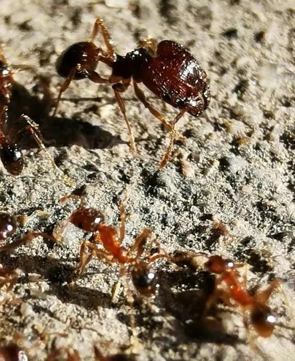 what!Ants also produce milk? - iNEWS
