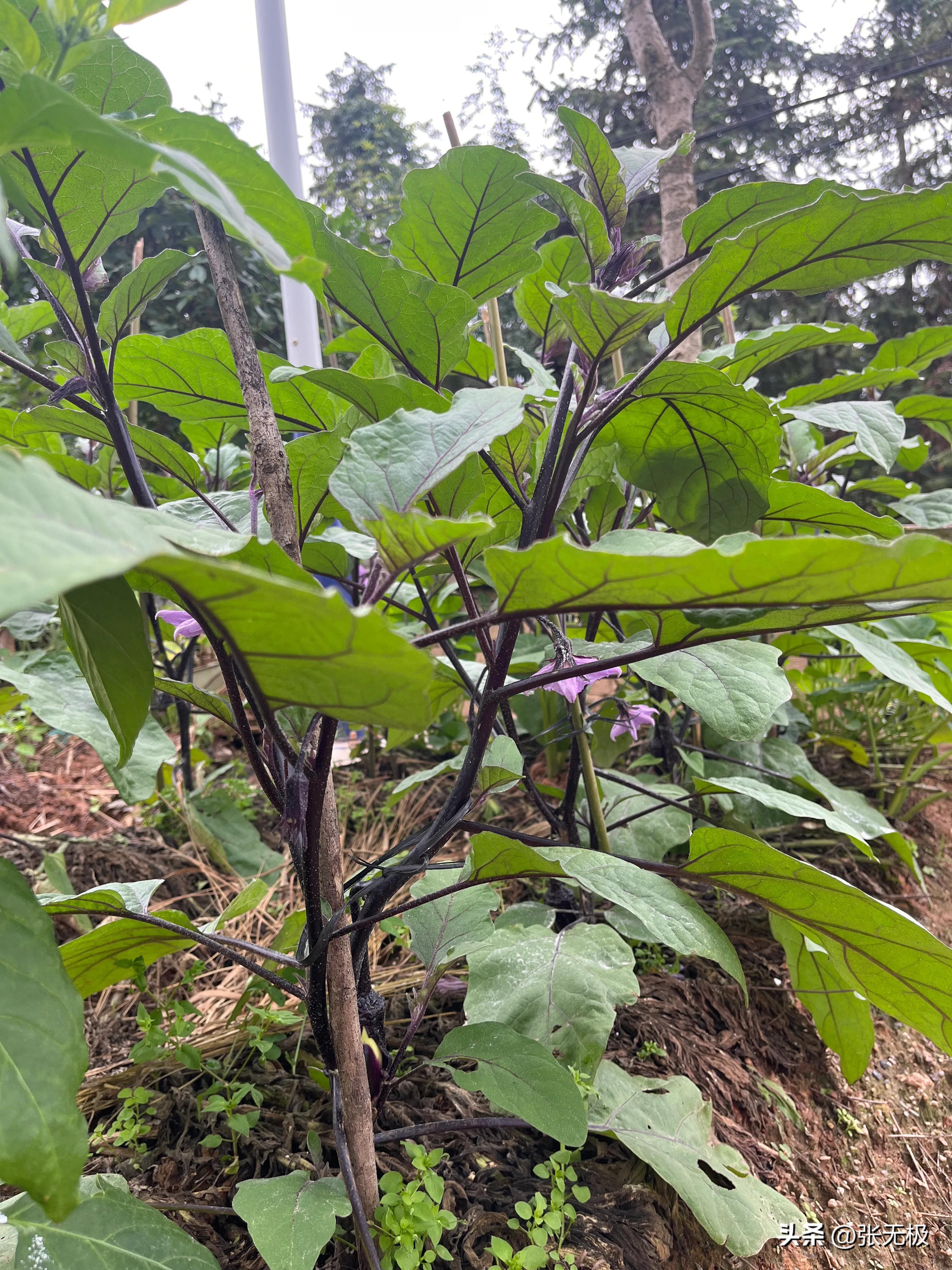 small vegetable garden - iNEWS