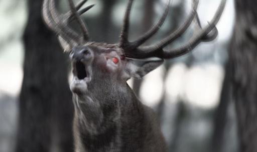 The terrifying kuru disease, with a fatality rate of 100%, was actually ...