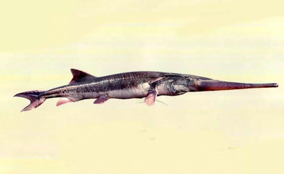 Water monsters appear frequently in the Yangtze River. The Three Gorges ...