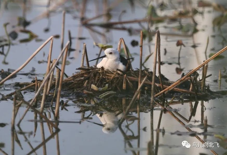 Black-winged sandpiper, when it is nesting and hatching again - iNEWS