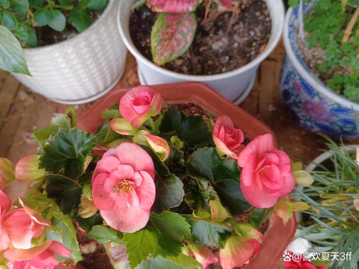 Rieger Begonias blooming in April are so beautiful - iMedia