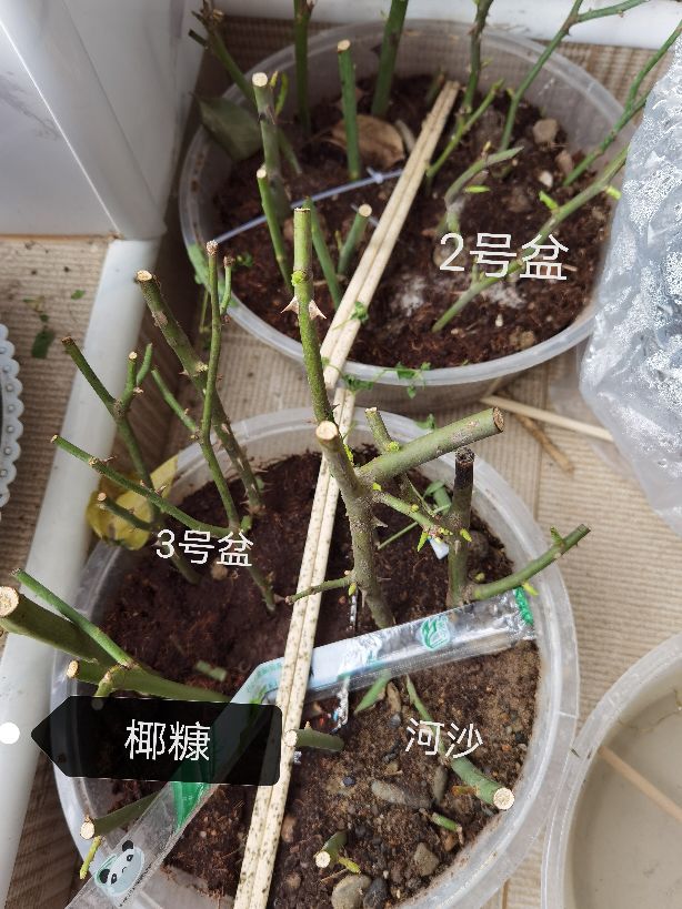 The 20th day of the cutting experiment of rose flower - iNEWS