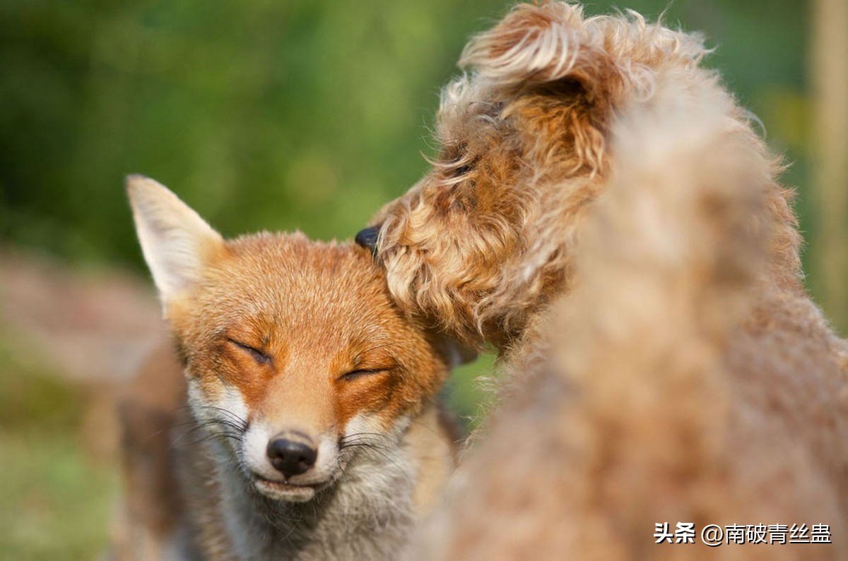 Friendship and tolerance are fully demonstrated in "The Fox and the ...