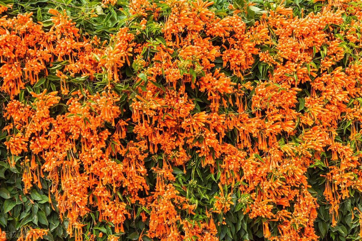 One tree is planted at the gate of Pao Zhan Hua, and one hundred ...