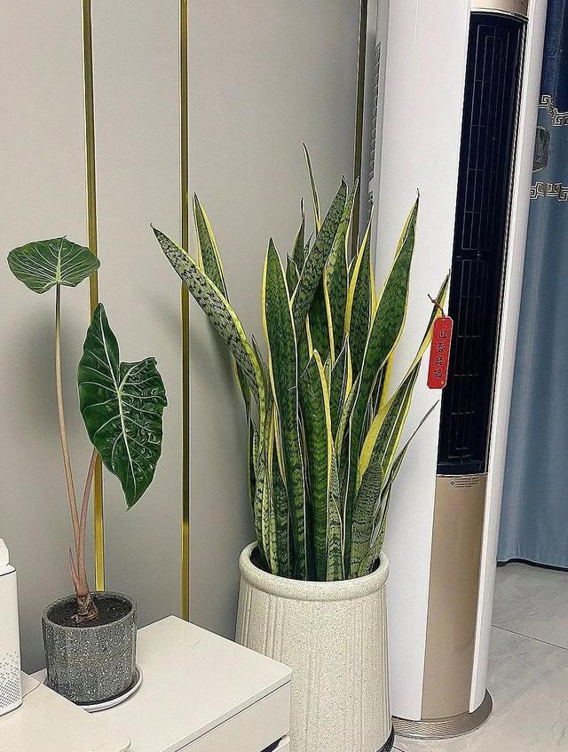 Tiger Pilan cannot die! But there are also three worries: avoiding ...