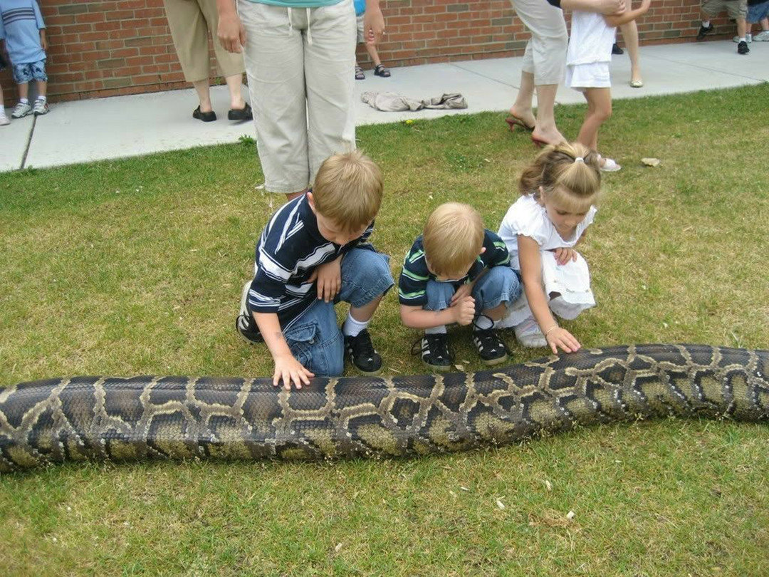 30,000 snakes are hard to come by. Burmese pythons are rampant in the ...