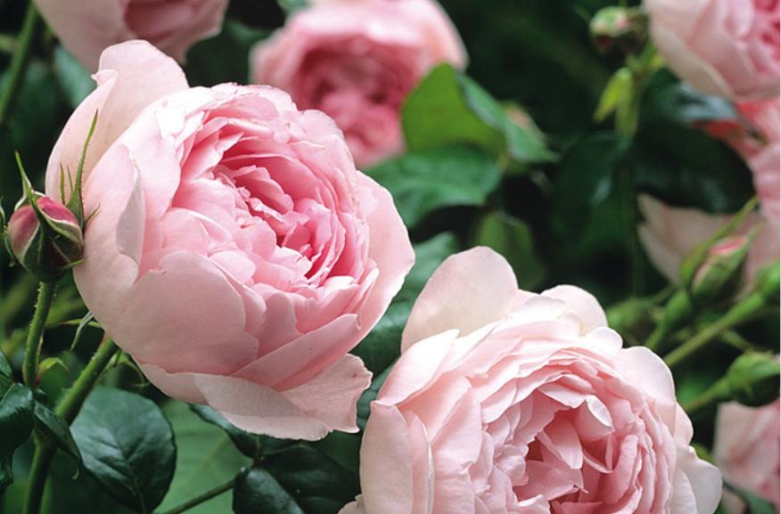 Raising roses after the beginning of autumn is really a mistake, and ...