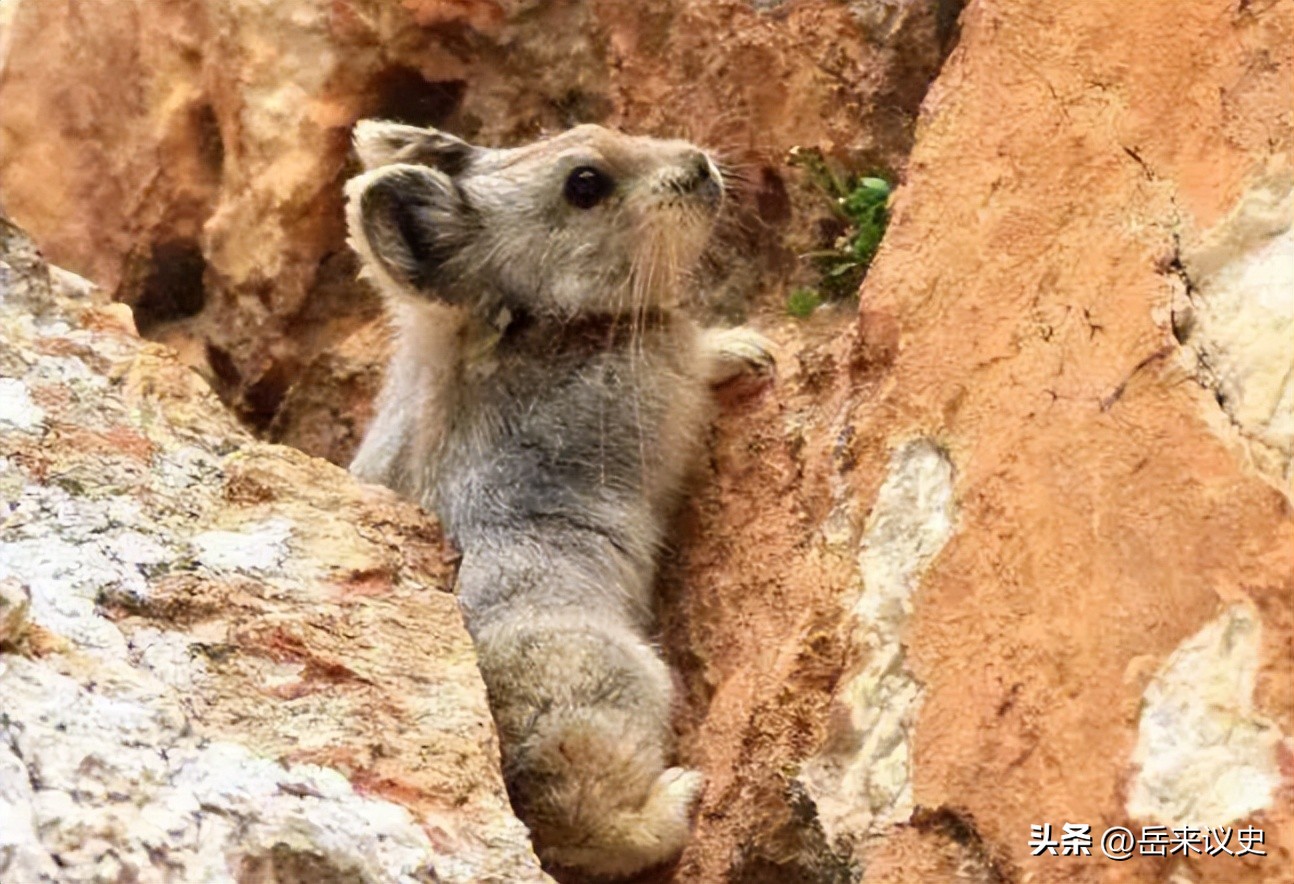 Ili Pika: The Legend and Challenge of the Grassland Spirit - iNEWS