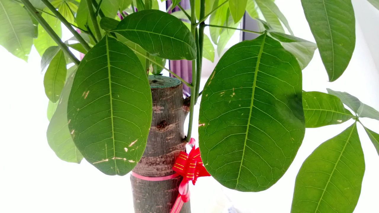 Raise these 3 kinds of "wealth trees" in the living room. They are tall ...