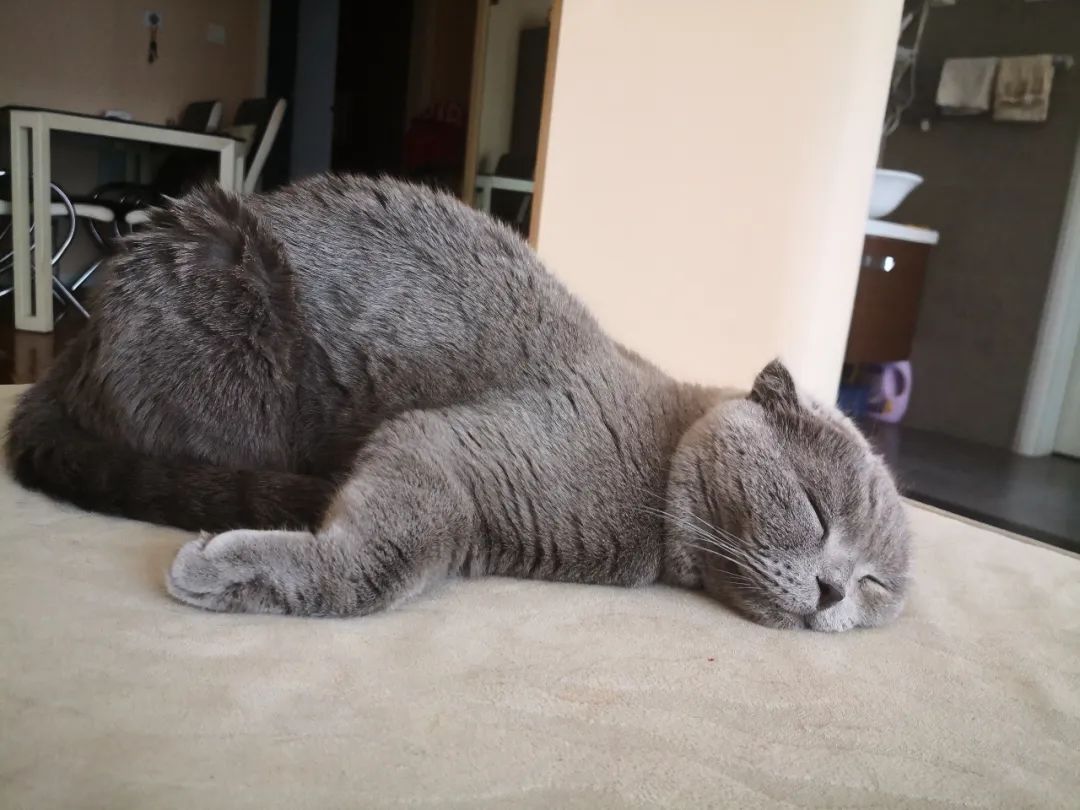 Why my dad told me to sell the cat but I can't - iNEWS