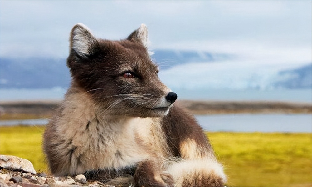 Arctic Fox_The most beautiful fox picture in the world - iNEWS