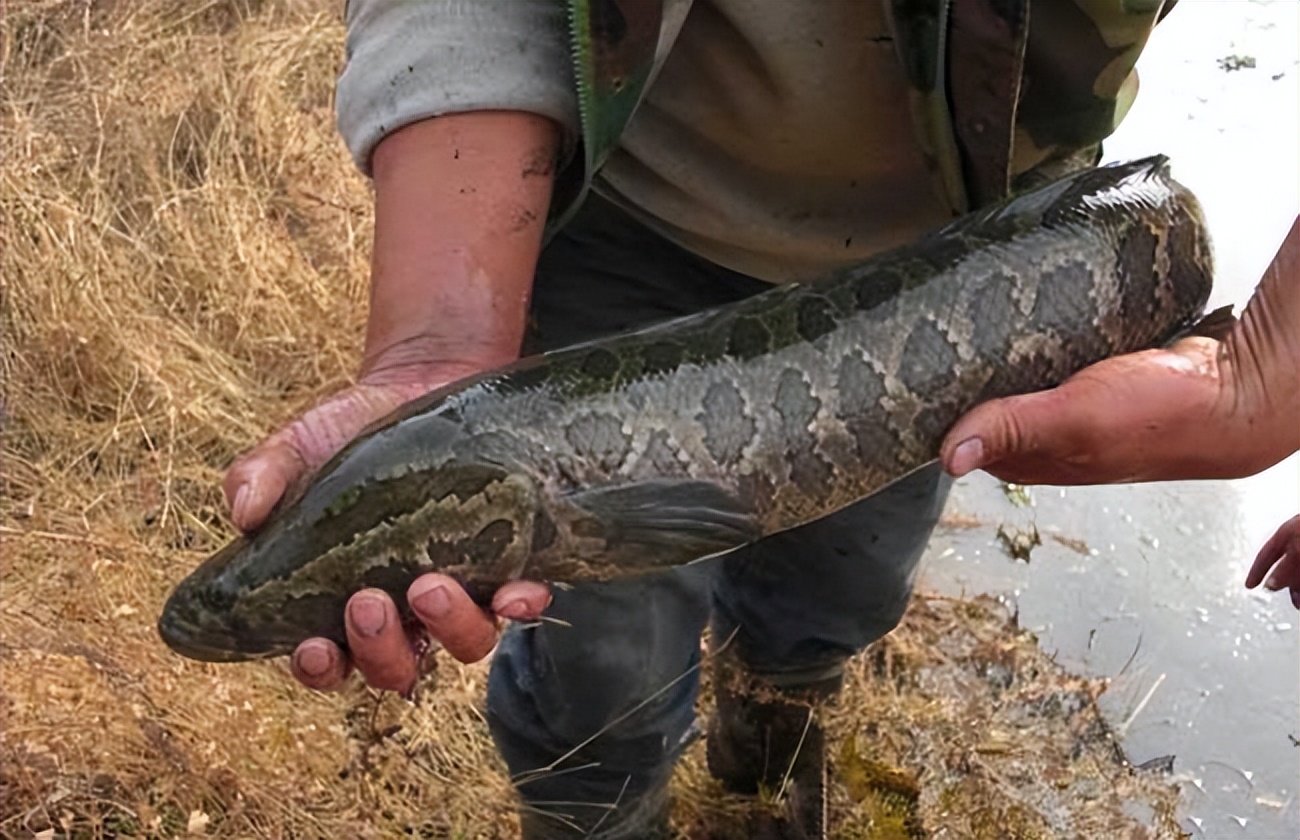 The "hell fish" in the American population was made into a movie as a ...